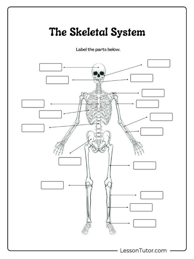 Worksheets Science Skeleton Simplified Skeleton With Major Bones ...