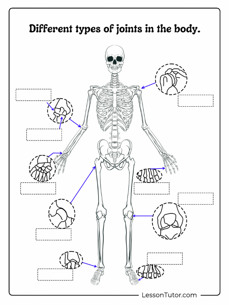 Worksheets Science Skeleton Types-Of-joints | PDF