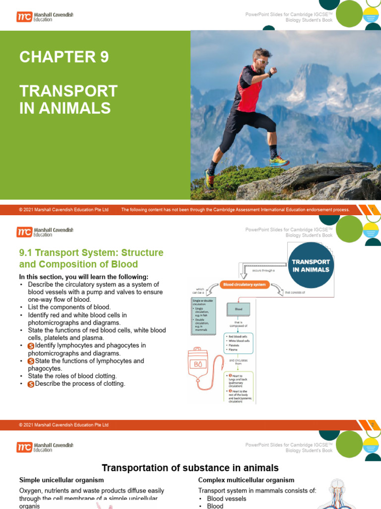 Transport in Mammalian Circulatory System | PDF | Circulatory System ...