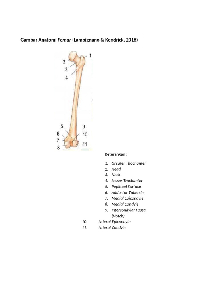 Gambar Anatomi Femur | PDF