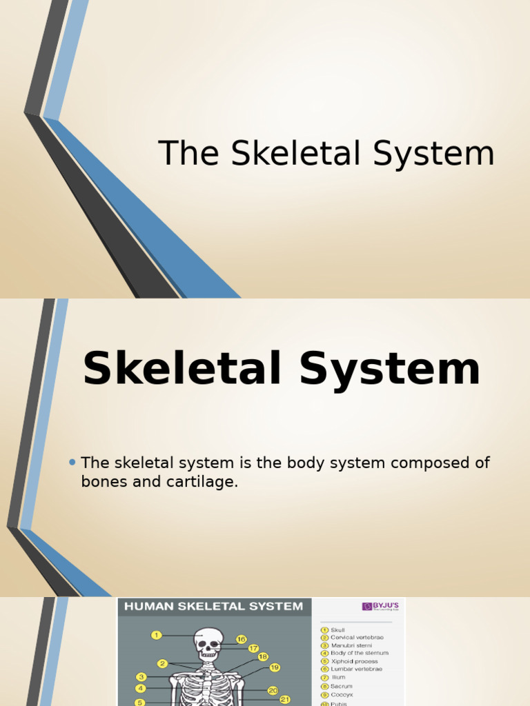 The Skeletal System | PDF | Skeleton | Anatomical Terms Of Motion