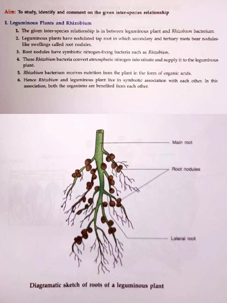 Inter-Species Relationships in Nature | PDF | Plants | Algae