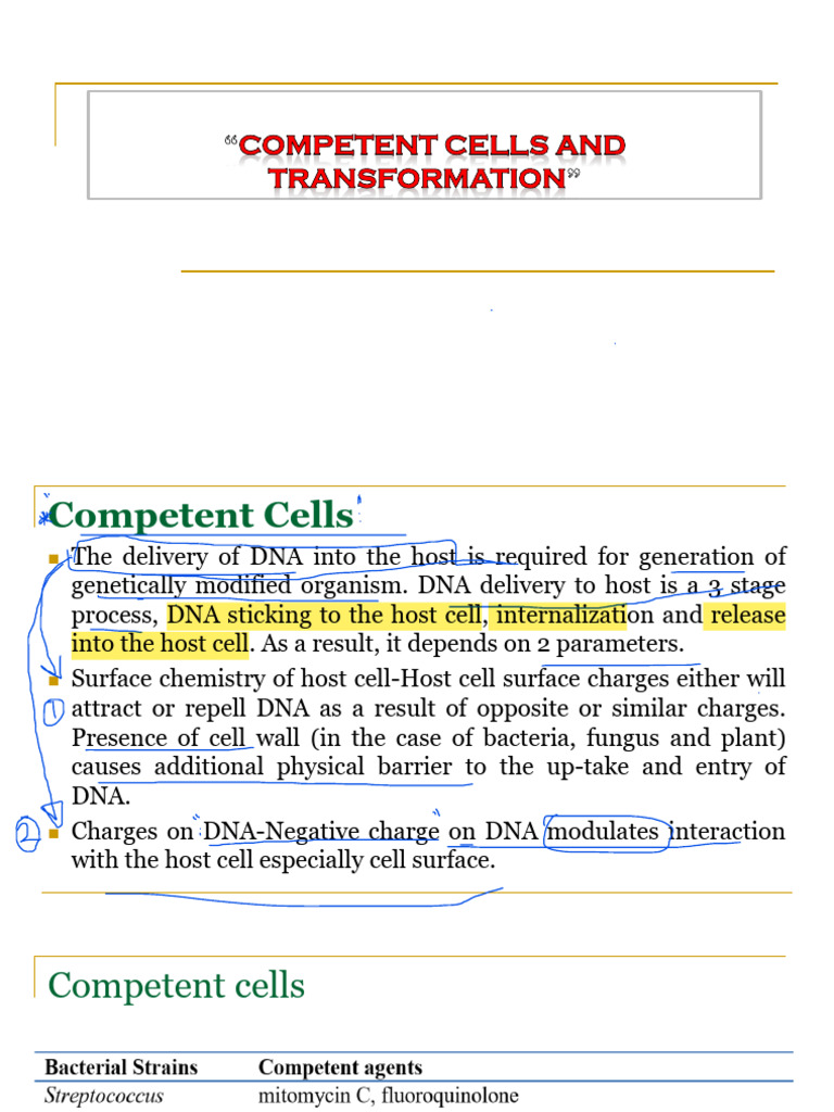 Competent Cells and DNA Transformation | PDF | Bacteria | Genetics