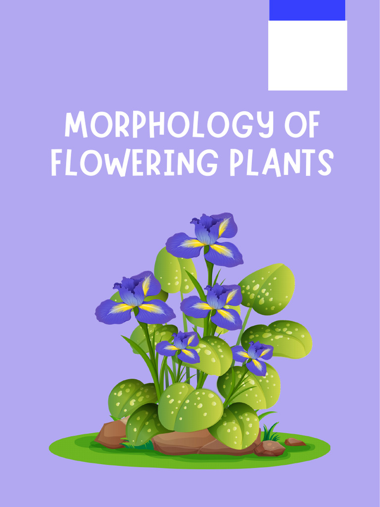 Morphology of Flowering Plants Notes | PDF | Leaf | Seed