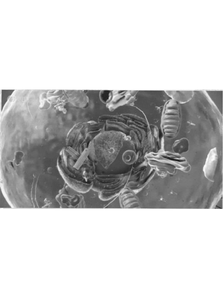 Cell | PDF
