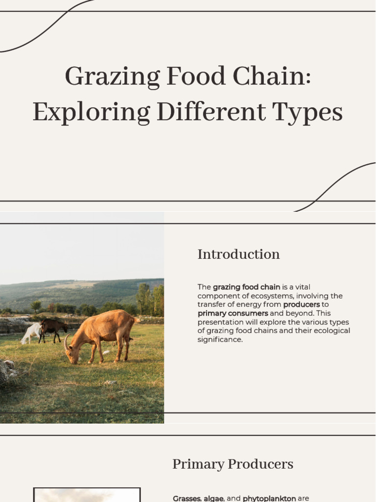 Wepik Grazing Food Chain Exploring Different Types 202402191913097rry | PDF
