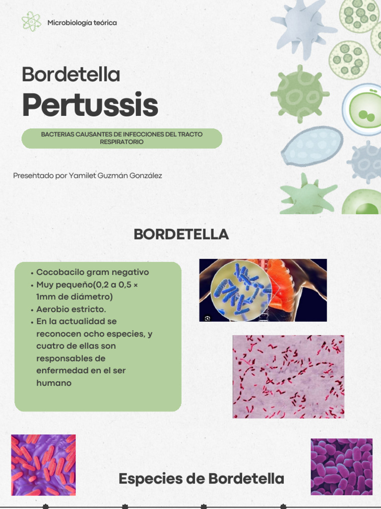 Infección por Bordetella: Tos Ferina | PDF | Neumonía | Tos