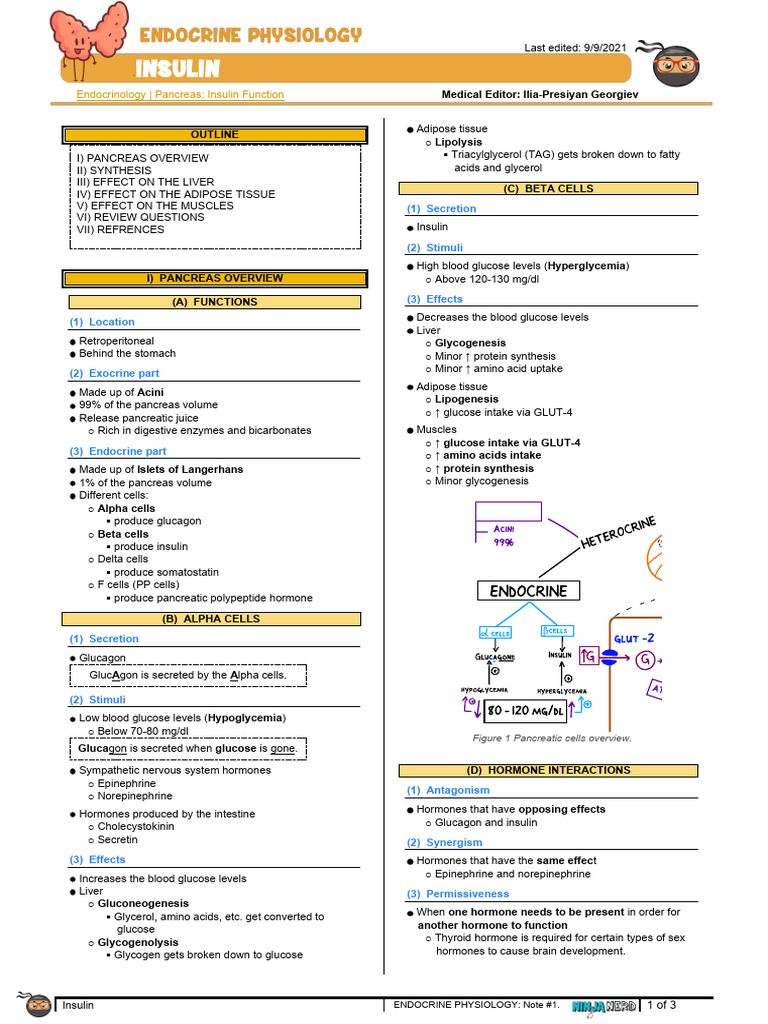 Insulin Function and Physiology Overview | PDF | Pancreas | Insulin