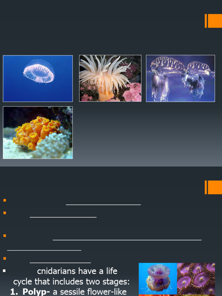 15chapter 7 - Cnidarians | PDF | Coral | Biology