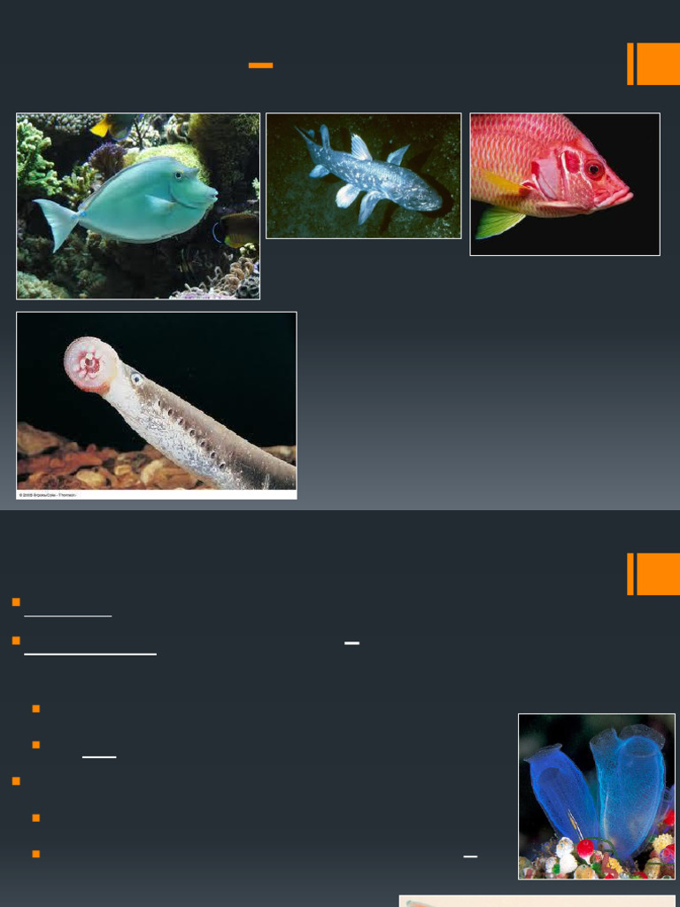 Marine Fishes: Types and Characteristics | PDF | Fish | Vertebrates