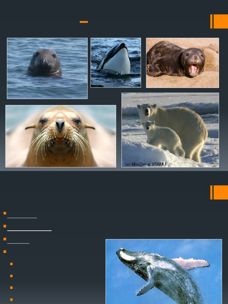Overview of Marine Mammals | PDF | Whales | Marine Mammals