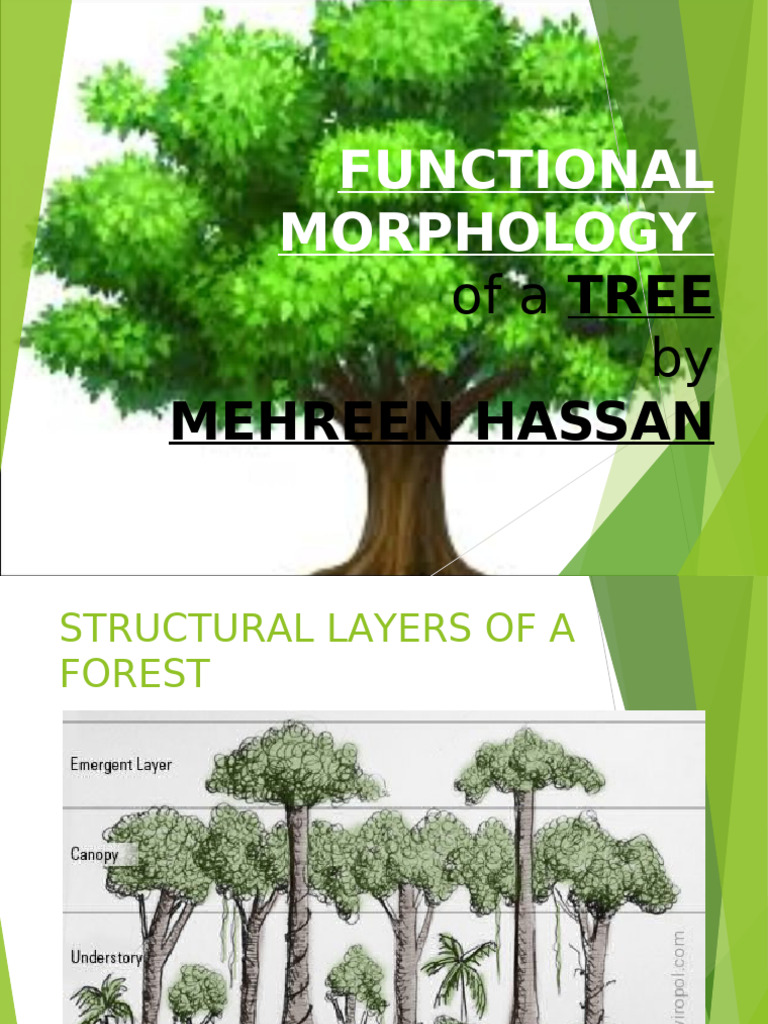 Tree Functional Morphology Explained | PDF