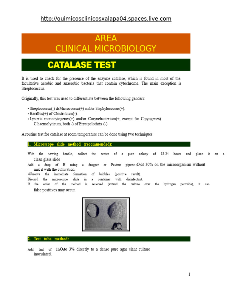 Catalase Test | PDF | Catalase | Biology