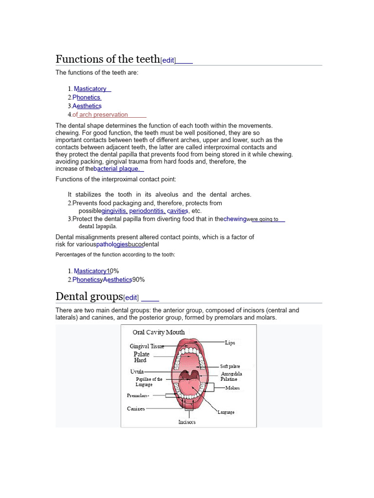 Function of Teeth | PDF | Tooth | Periodontology