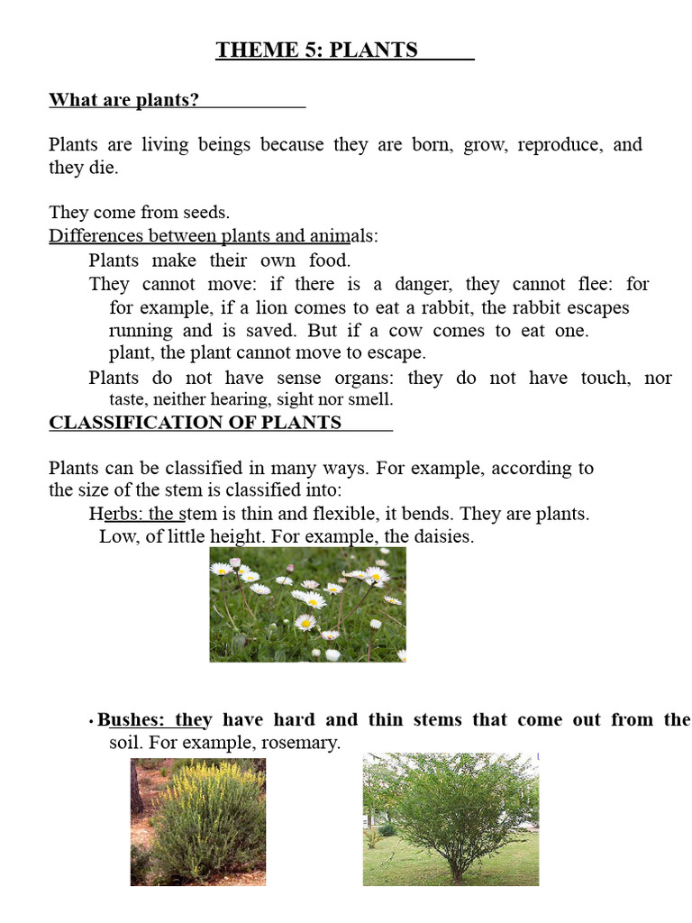 Plants. 3rd Grade Topic | PDF | Flowers | Leaf