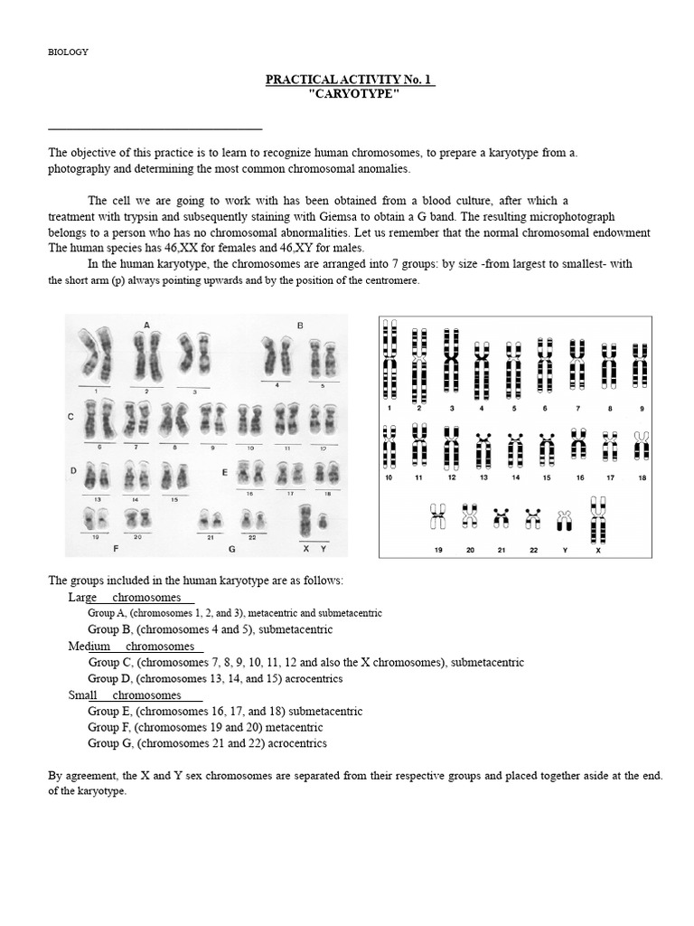Human Karyotype Exercises 1 | PDF | Karyotype | Chromosome