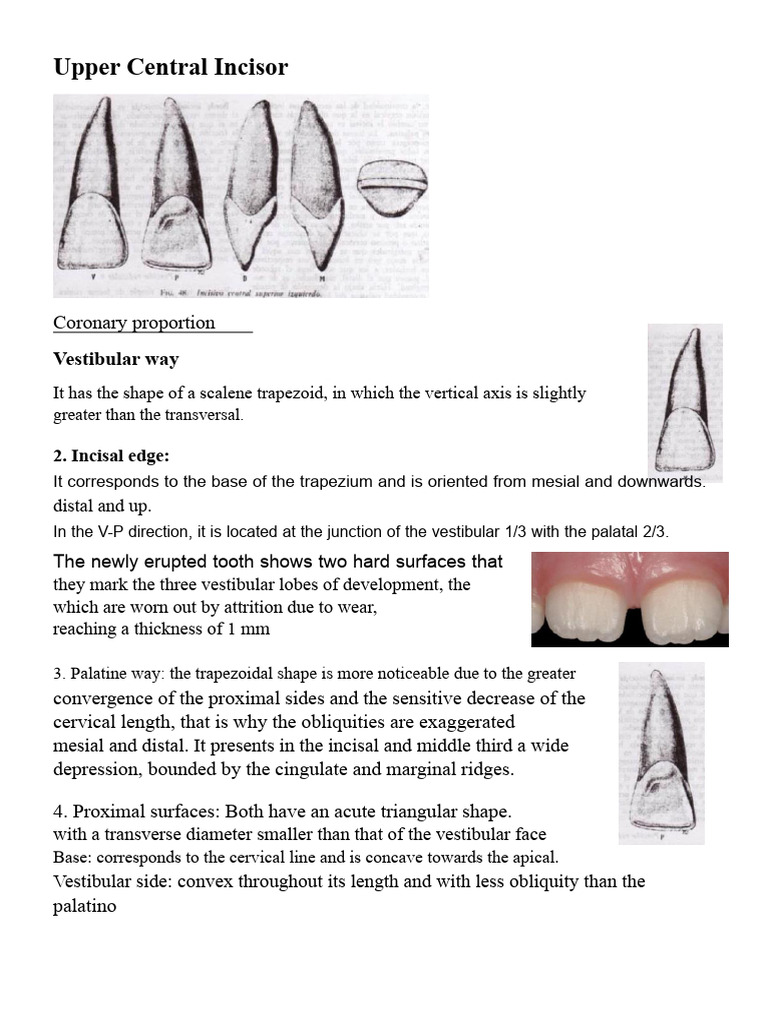 Upper Incisor Anatomy Overview | PDF | Dental Anatomy | Tooth