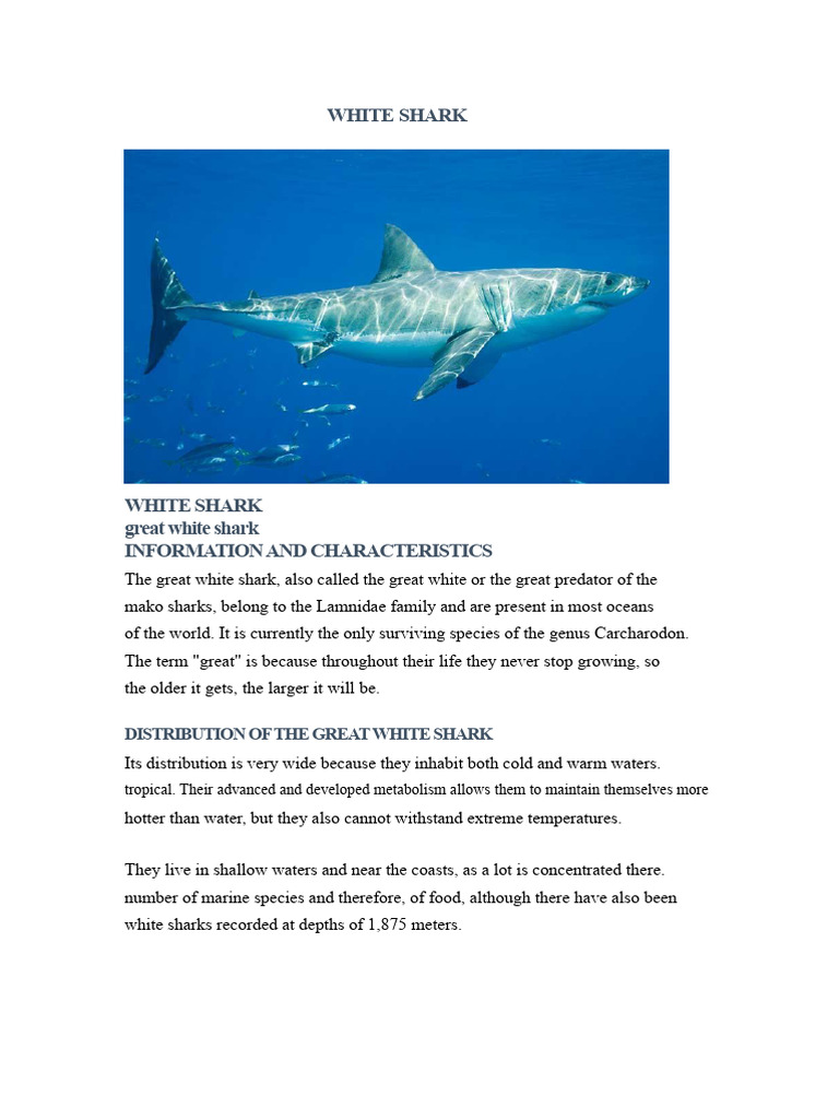 Great White Shark | PDF | Great White Shark | Sharks