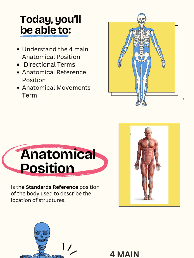 Anatomical Position: Pronation vs. Supination | PDF | Anatomical Terms ...