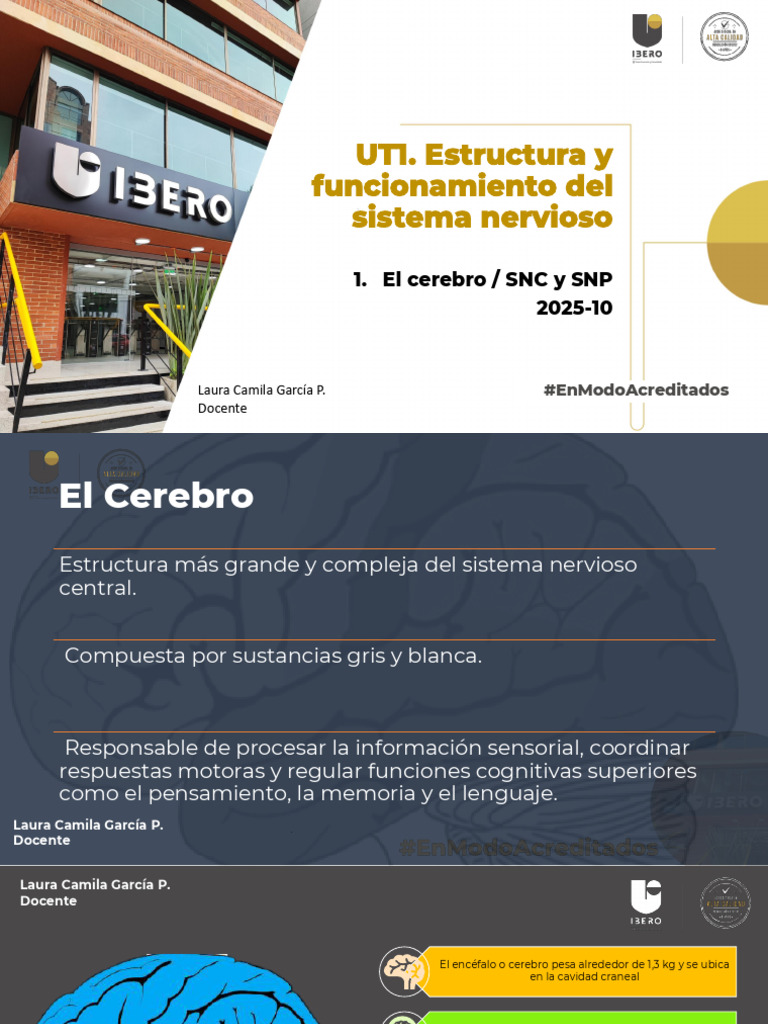 El Cerebro - SNC y SNP | PDF | Cerebro | Sistema nervioso
