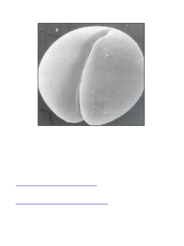 Cleavage Patterns in Embryonic Development | PDF | Embryo | Egg