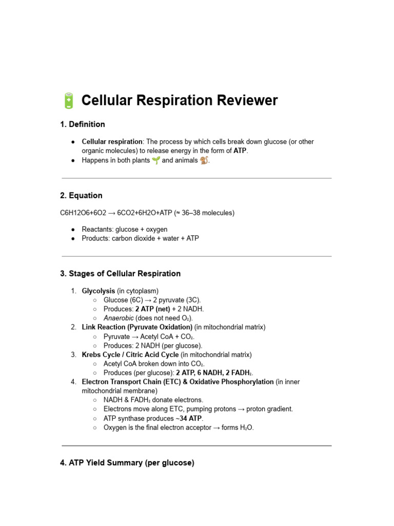 Cellular Respiration Overview and Stages | PDF
