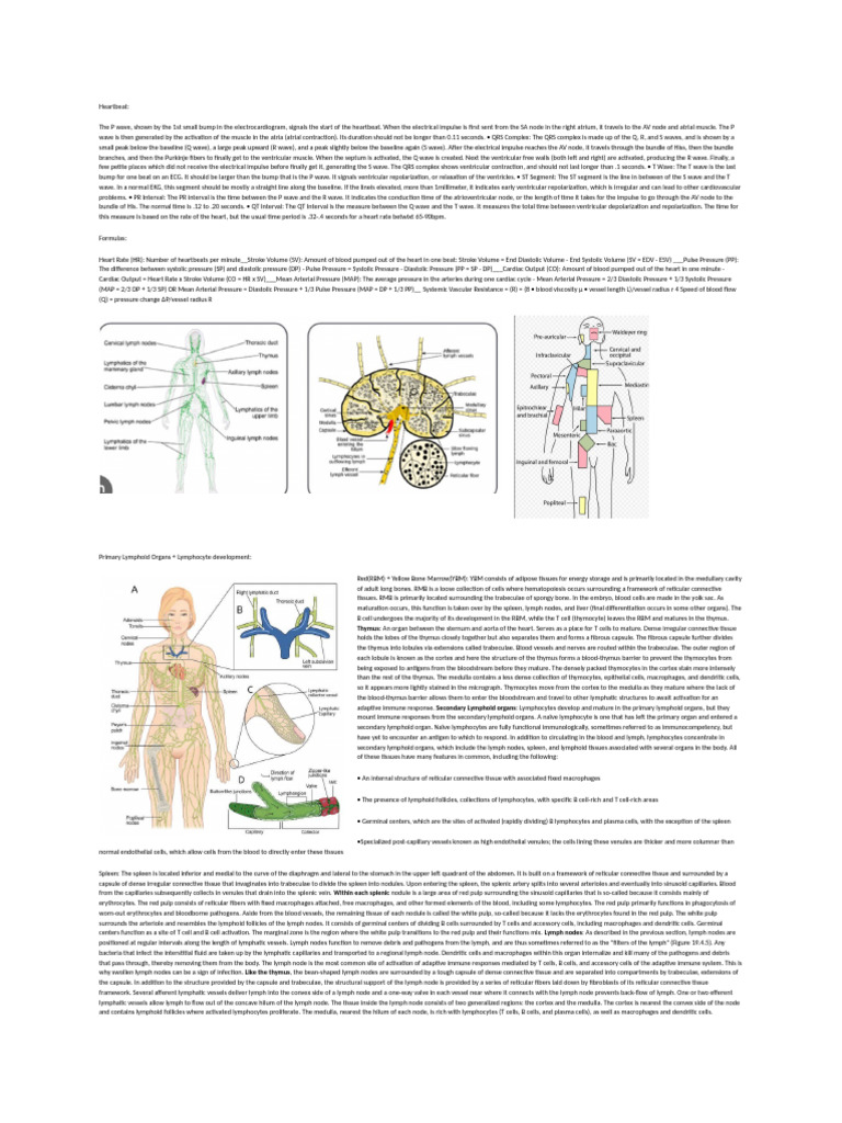 Anatomy and Physiology 2025 Cheat Sheet Notes | PDF | Lymphatic System ...