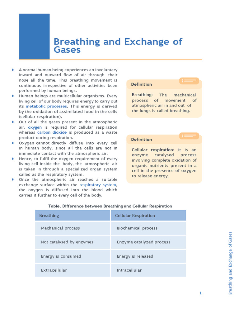 Breathing And Exchange Of Gases Notes Pdf Lung Respiratory System