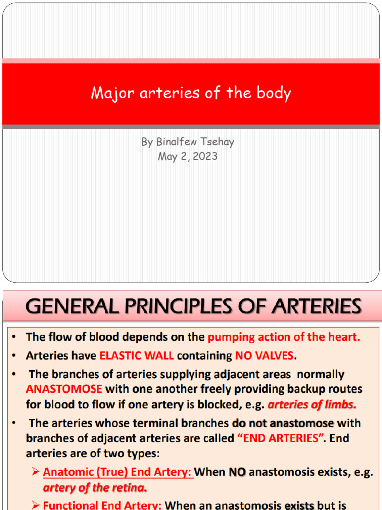 Anatomy-Major Arteries of The Body | PDF