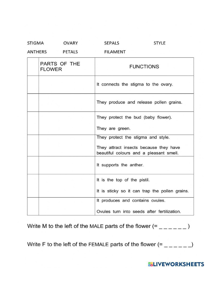Worksheet2 Matching Flower Parts | PDF