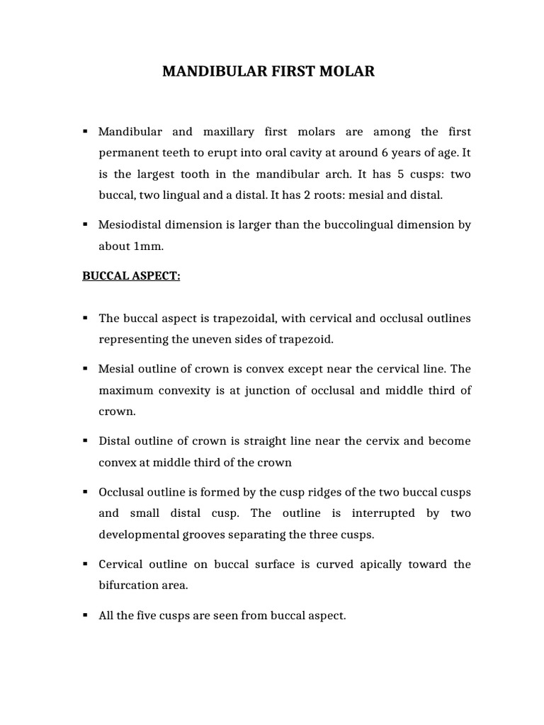 Mandibular First and Second Molar | PDF | Dental Anatomy | Tooth