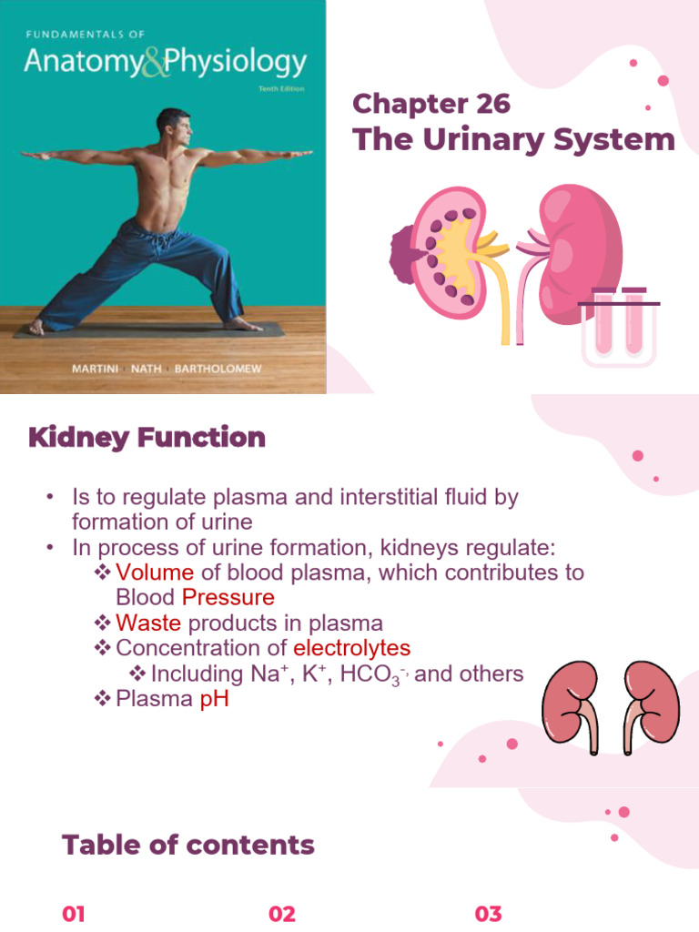 Kidney Function and Urinary System Overview | PDF | Kidney | Angiotensin