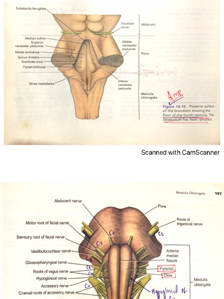 Neuro Ospe | PDF