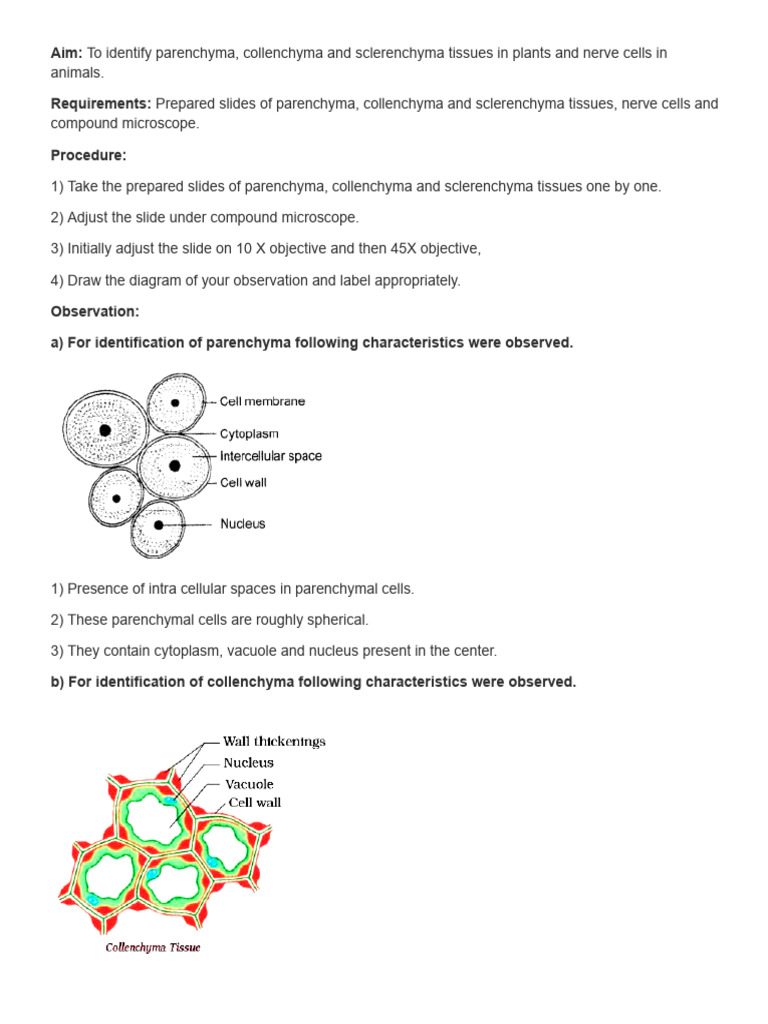 Identifying Plant Tissues in Class 9 | PDF