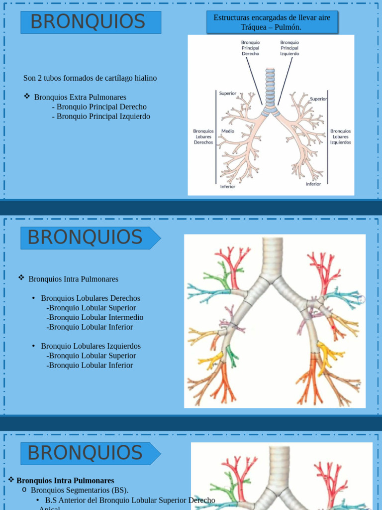 Bronquios Pdf Pulmón Tórax