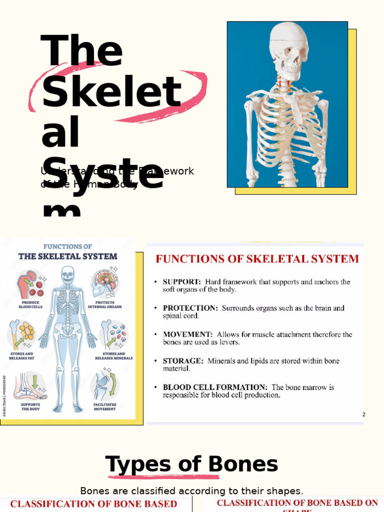 The Skeletal System Education Presentation | PDF