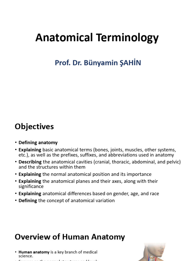 Anatomical Terminology 2025 | PDF | Anatomical Terms Of Location ...
