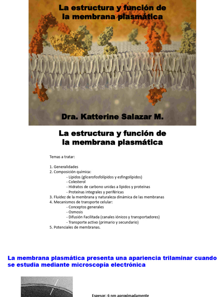 Estructura y Función de la Membrana Plasmática | PDF | Bicapa lipídica ...