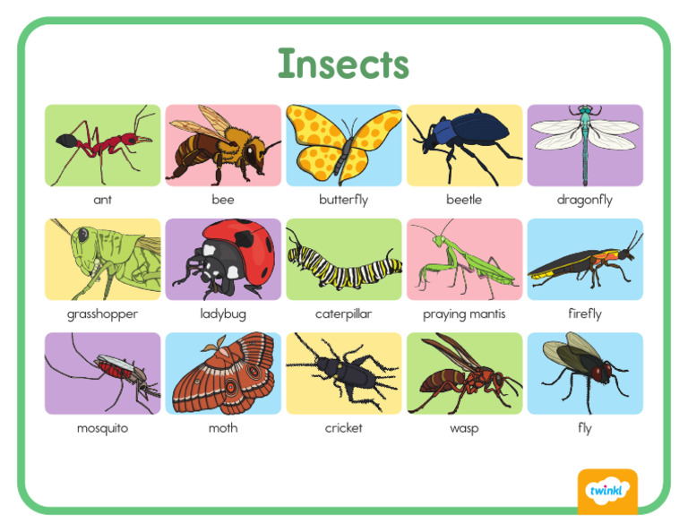 Color Insect Word Mat | PDF