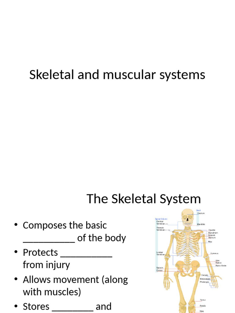 Muscles and Bones - Guided Notes | PDF | Skeleton | Muscle
