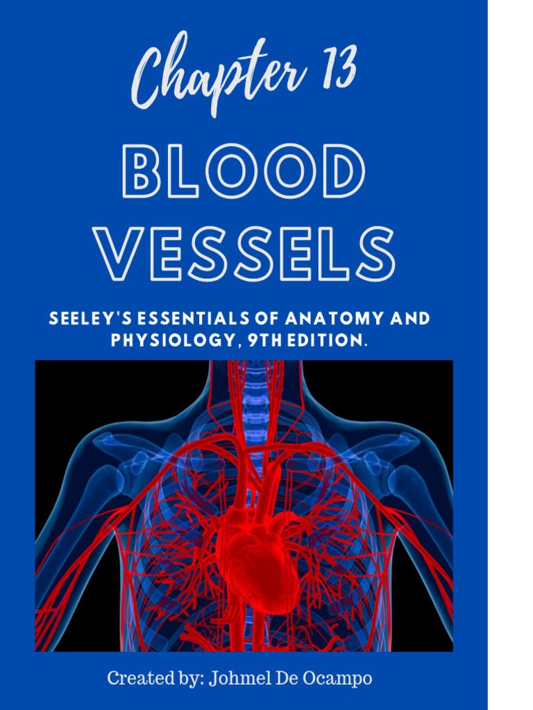 Anatomy & Physiology (Chapter 13 - Blood Vessels) | PDF | Vein ...