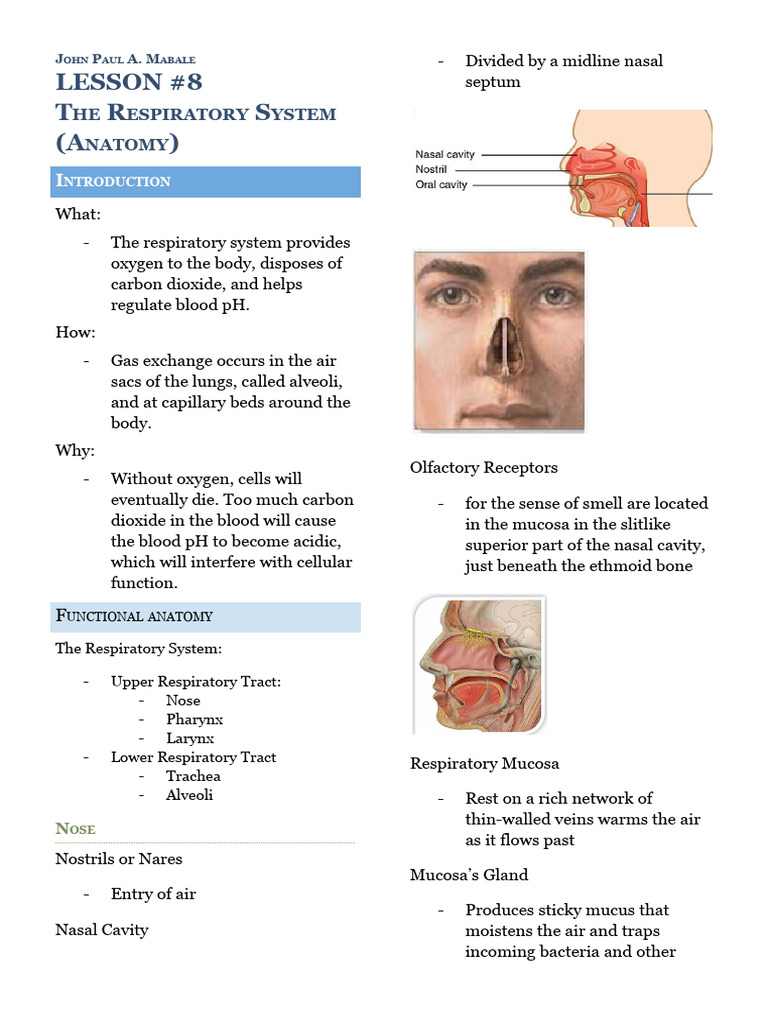 Anatomy and Physiology of the Respiratory System | PDF | Lung ...