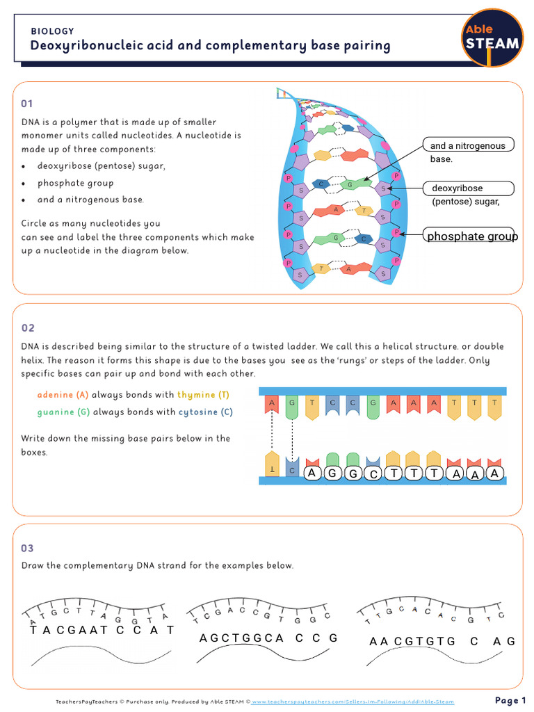 MADELINE CABRERA ALCANTARA - DNA Base Pairing Worksheet | PDF | Dna ...