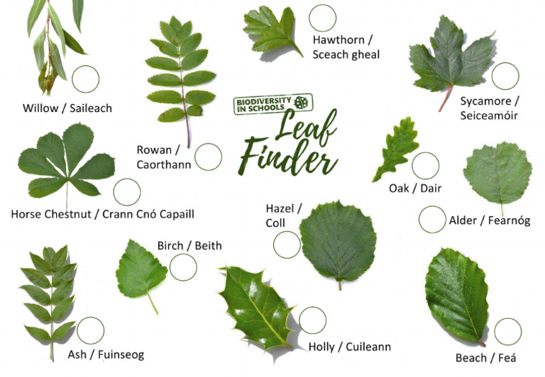 Leaf Finder | PDF