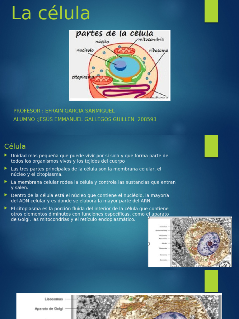 Estructura y Función de la Célula | PDF | Epitelio | Citoplasma