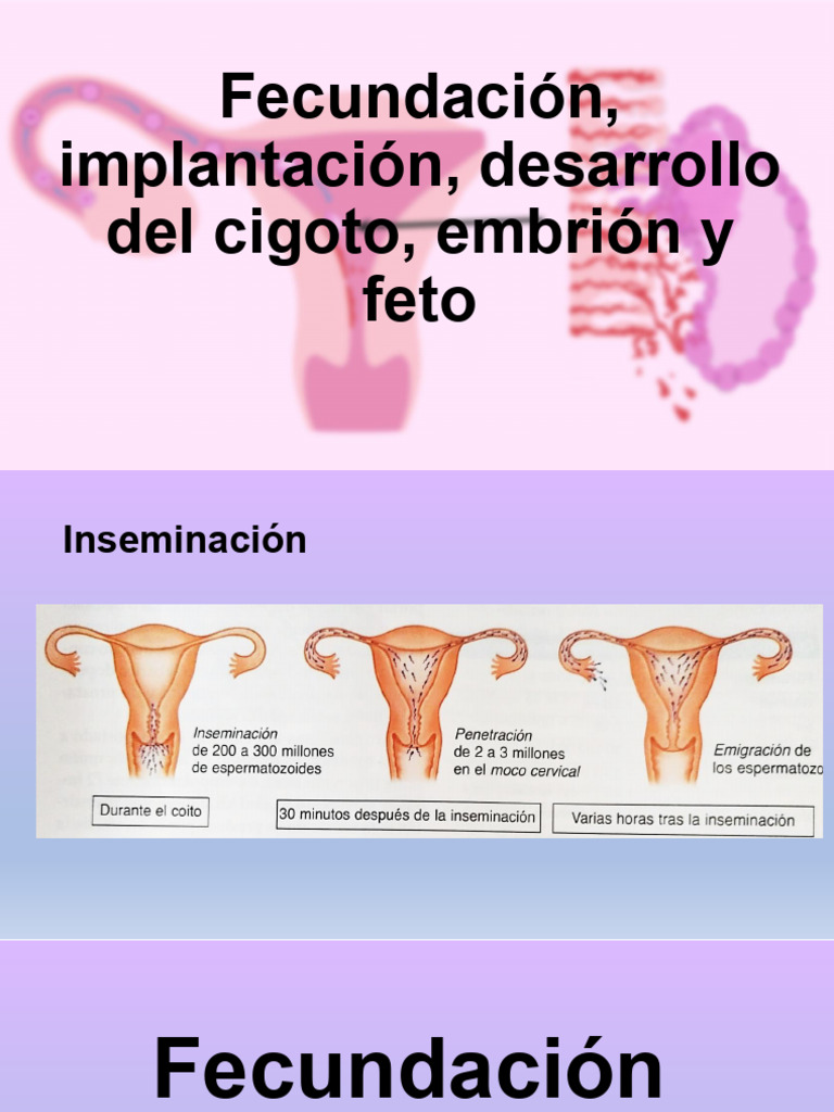 Fecundación e Implantación Embrionaria | PDF | Fertilización | Placenta