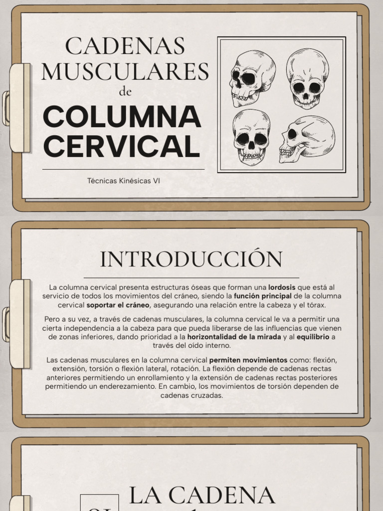 Cadena Musc Cervical | PDF | Sistema musculoesquelético | Anatomía humana