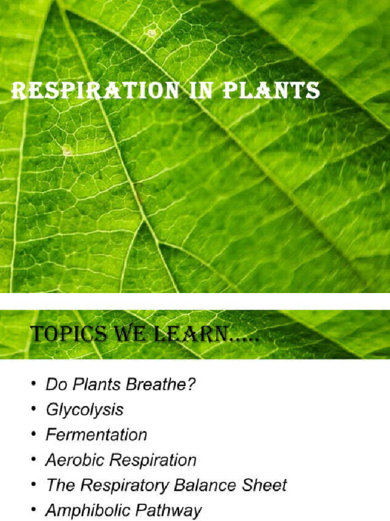 Respiration in Plants | PDF