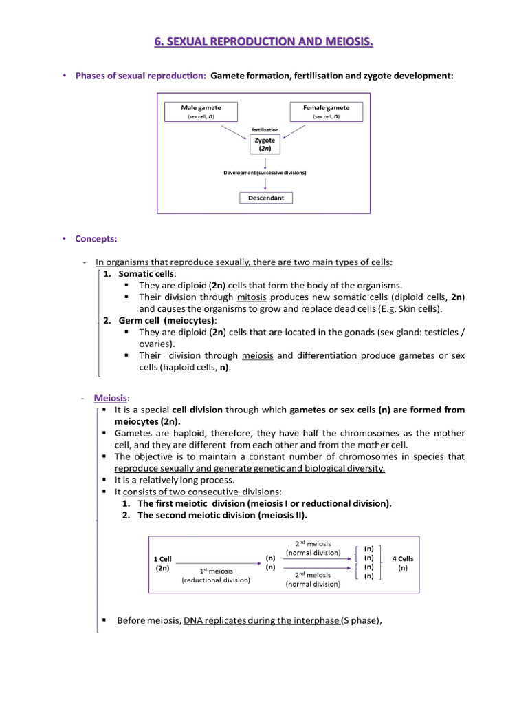 6 Sexual Reproduction and Meiosis | PDF