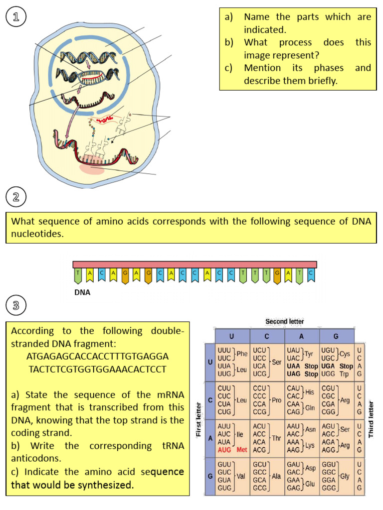 5 Activities Protein Synthesis | PDF
